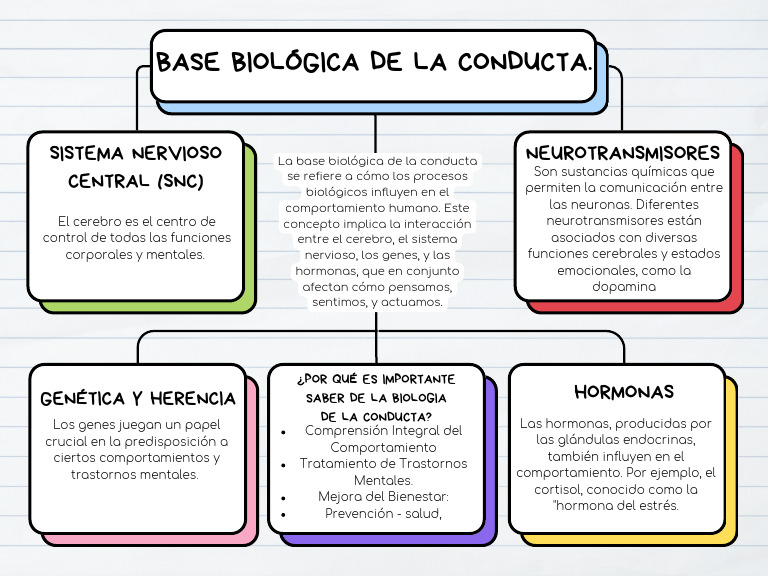 Mapa Conceptual Base Biologica de La Conducta - Elizabeth P. 1120276 | PDF