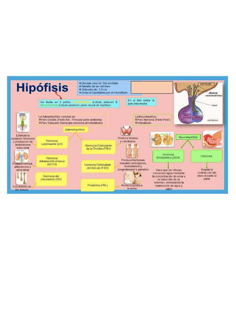 Mapa Semio Hipofisis | PDF