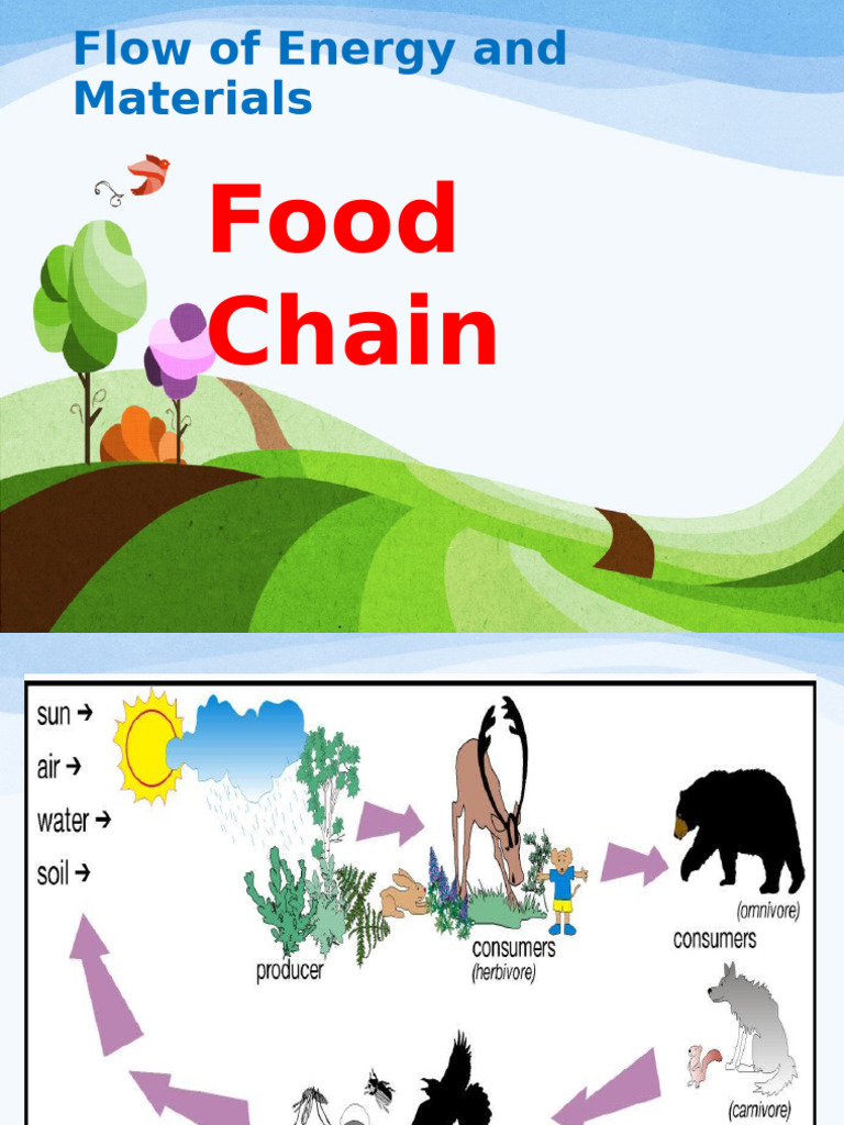 Food Chain | PDF