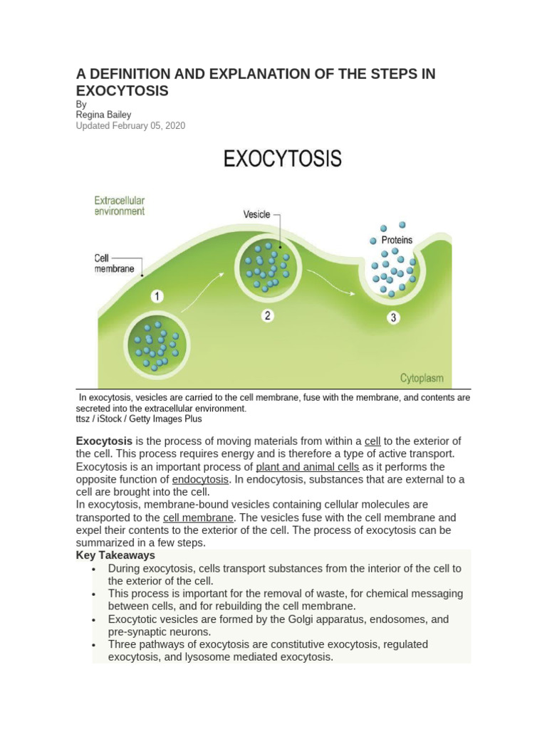 A Definition and Explanation of the Steps in Exocytosis | PDF