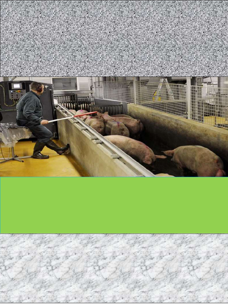 Handling-Animals-Before-Slaughtering-2 | PDF