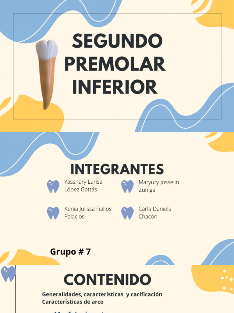 Segundo Premolar Inferior | PDF