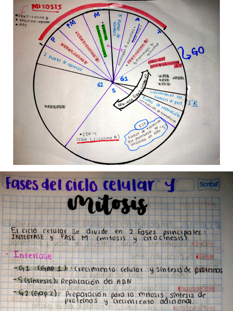 Apunte Del Ciclo Celular y Mitosis | PDF