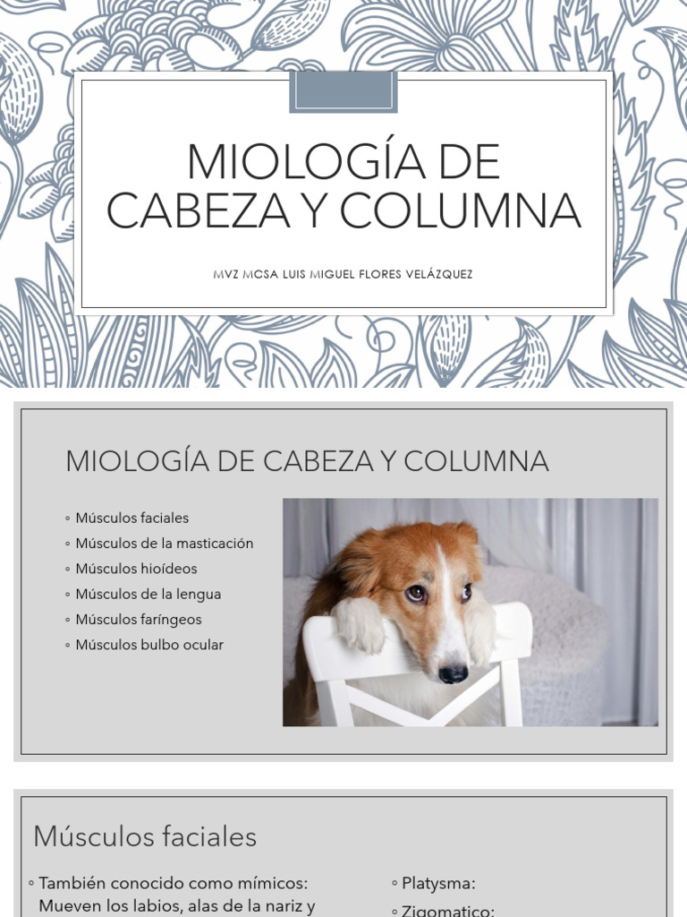 Miologia De Cabeza Y Cuello Pdf