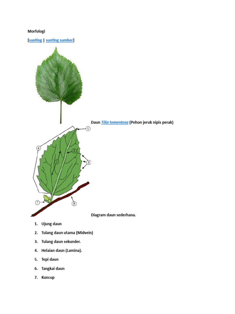 Morfologi Daun Botz | PDF