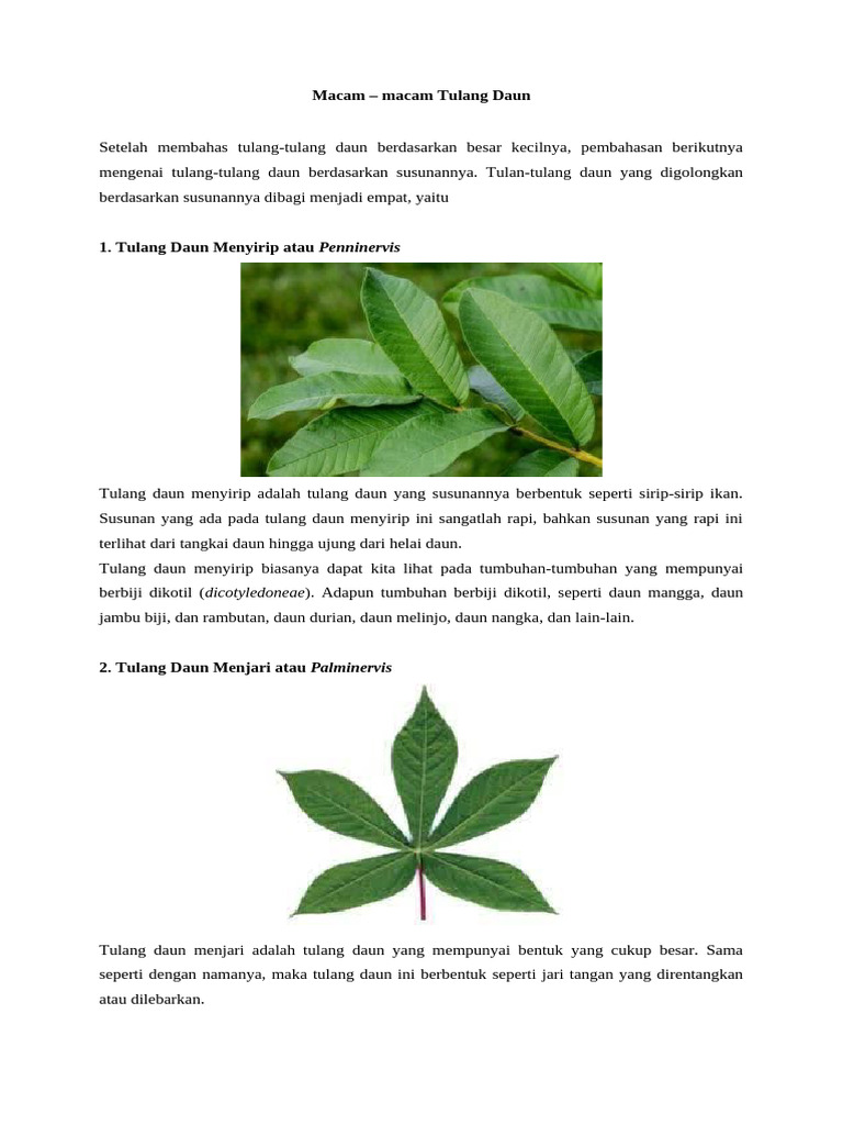Macam Tulang Daun Berdasarkan Susunannya | PDF