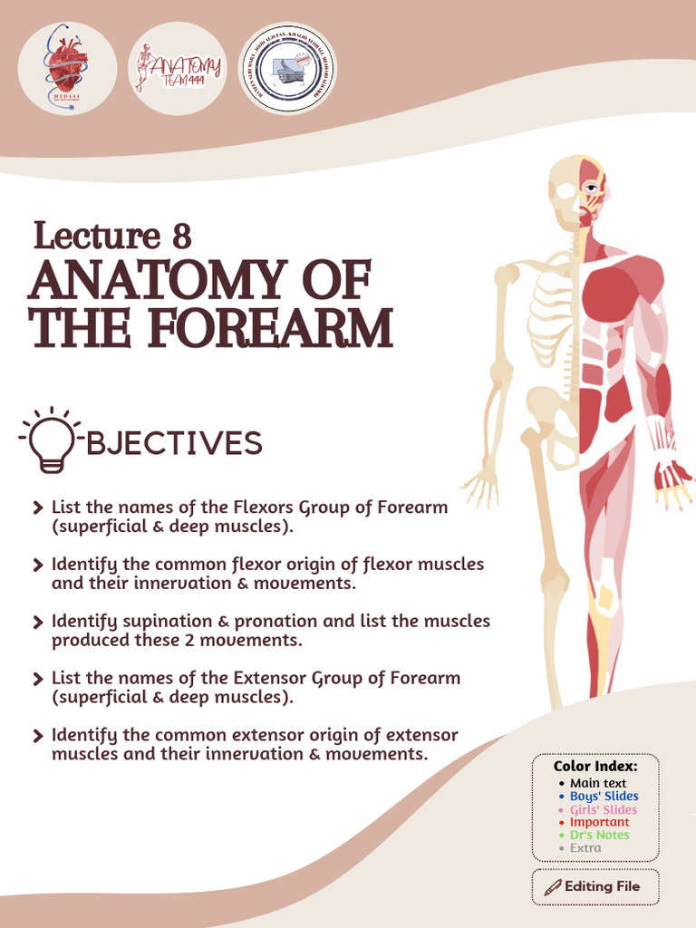 Forearm Anatomy and Muscle Functions | PDF | Thumb | Hand