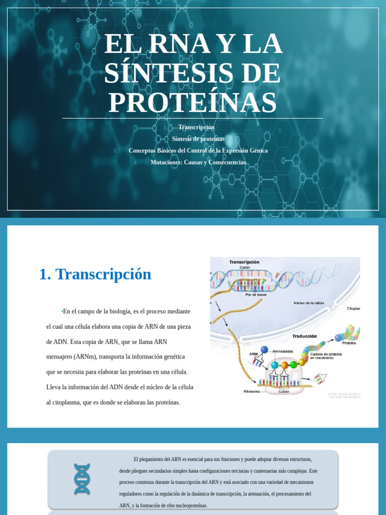El RNA y La Síntesis de Proteínas Grupo 4 | PDF