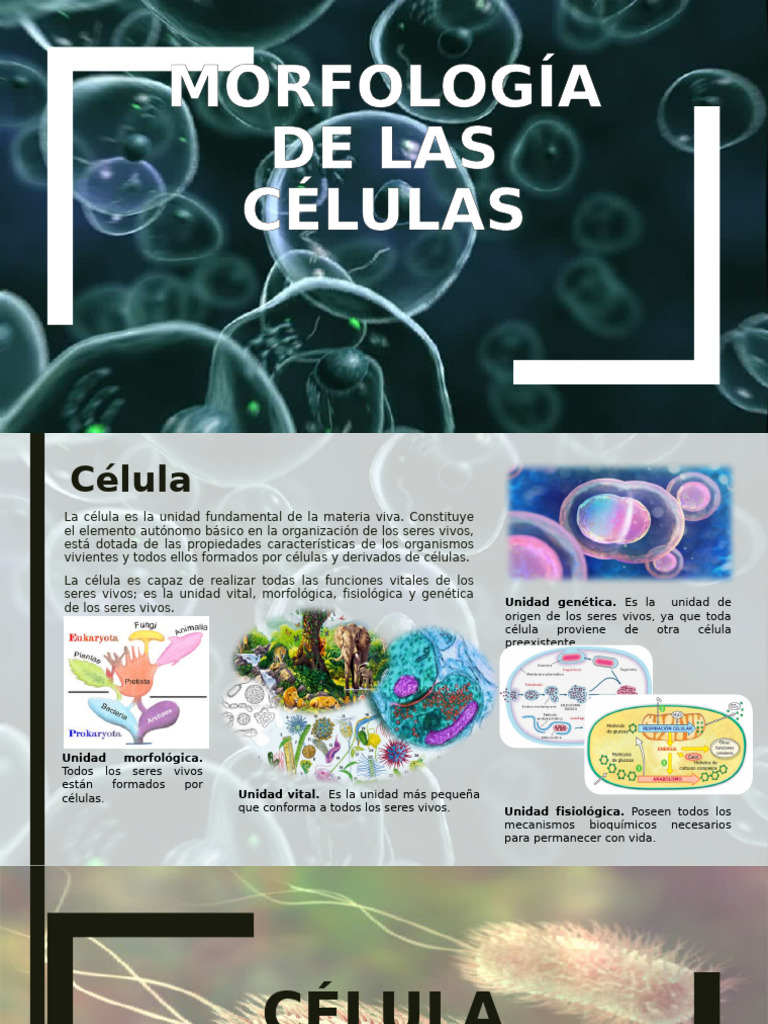 Morfología Celular | PDF