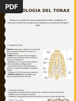 Tipos de Tórax: Normal y Patológicos | PDF | Tórax | Sistema esquelético