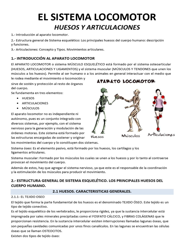 SISTEMA LOCOMOTOR Huesos y Articulaciones | PDF