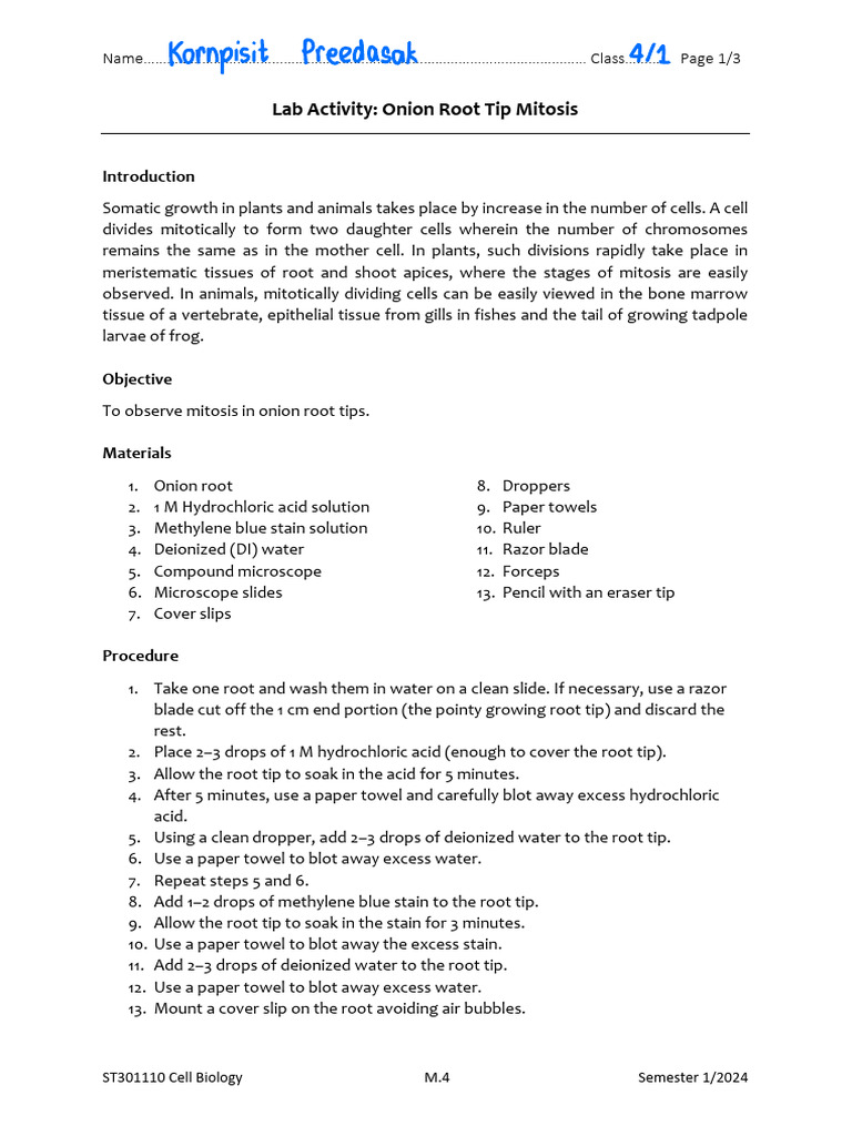 Lab Activity - Onion Root Tip Mitosis 2024 | PDF