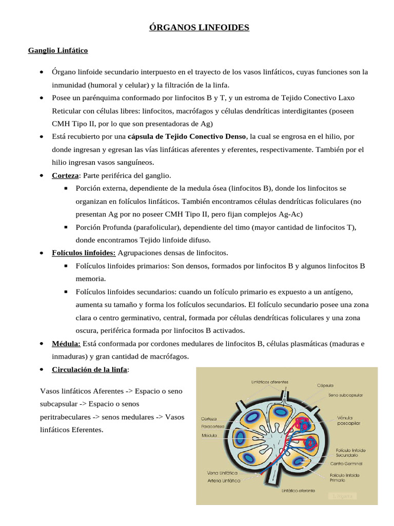 Organos Linfoides | PDF