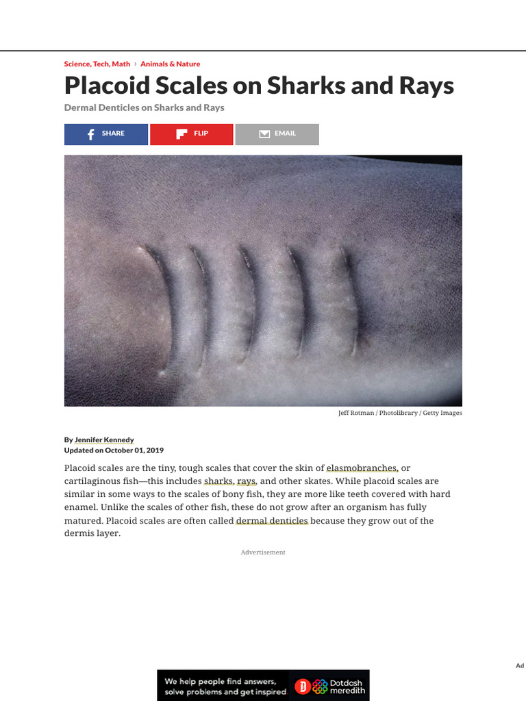 Placoid Scales On Sharks and Rays | PDF