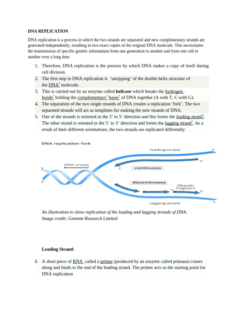 DNA REPLICATION and Chromosomes Part Notes | PDF