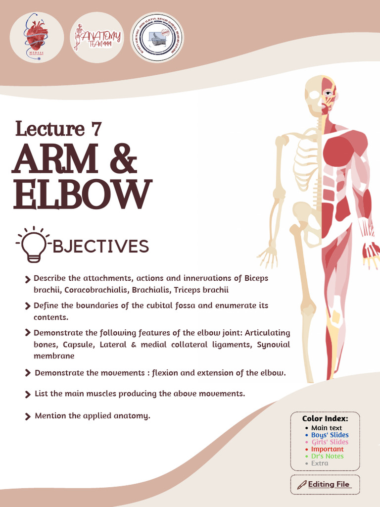 L07-Arm & Elbow | PDF