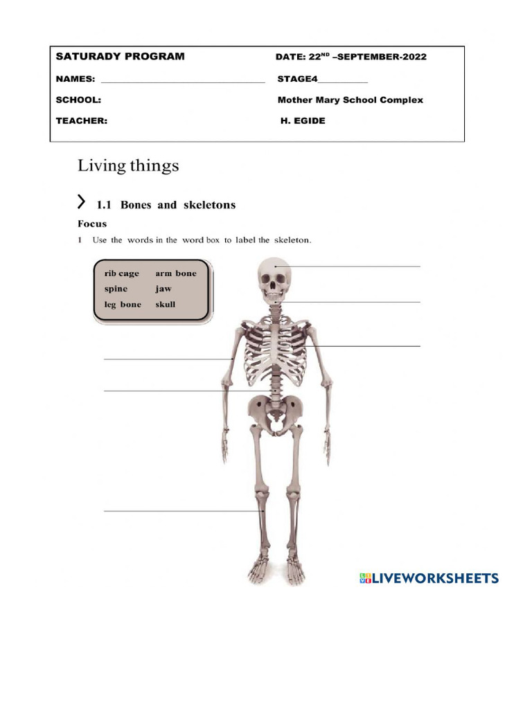 Science 4 - Bones + Muscles | PDF