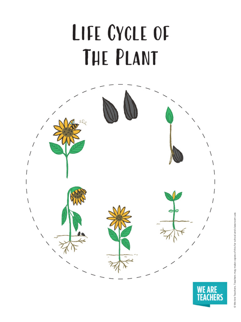 We Are Teachers Life Cycle of The Plant Bundle | PDF
