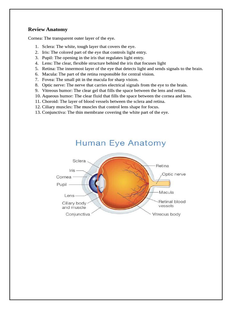 Anatomy of Eye | PDF