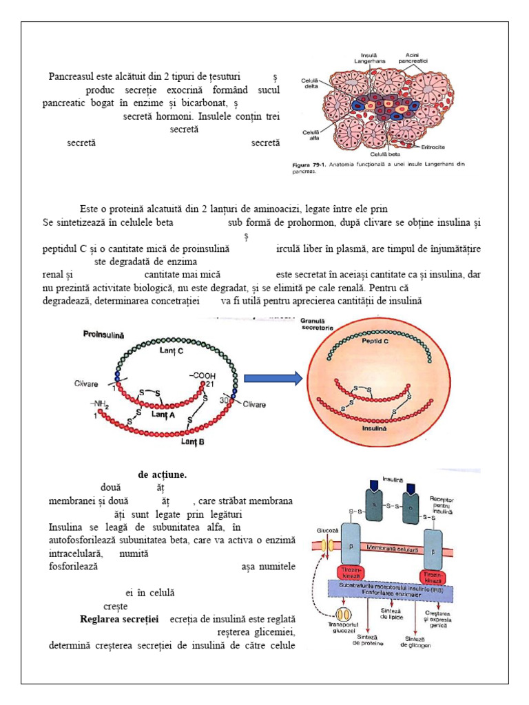Anul 2 Sem 1 Tema 4 Insulina Glucagon | PDF