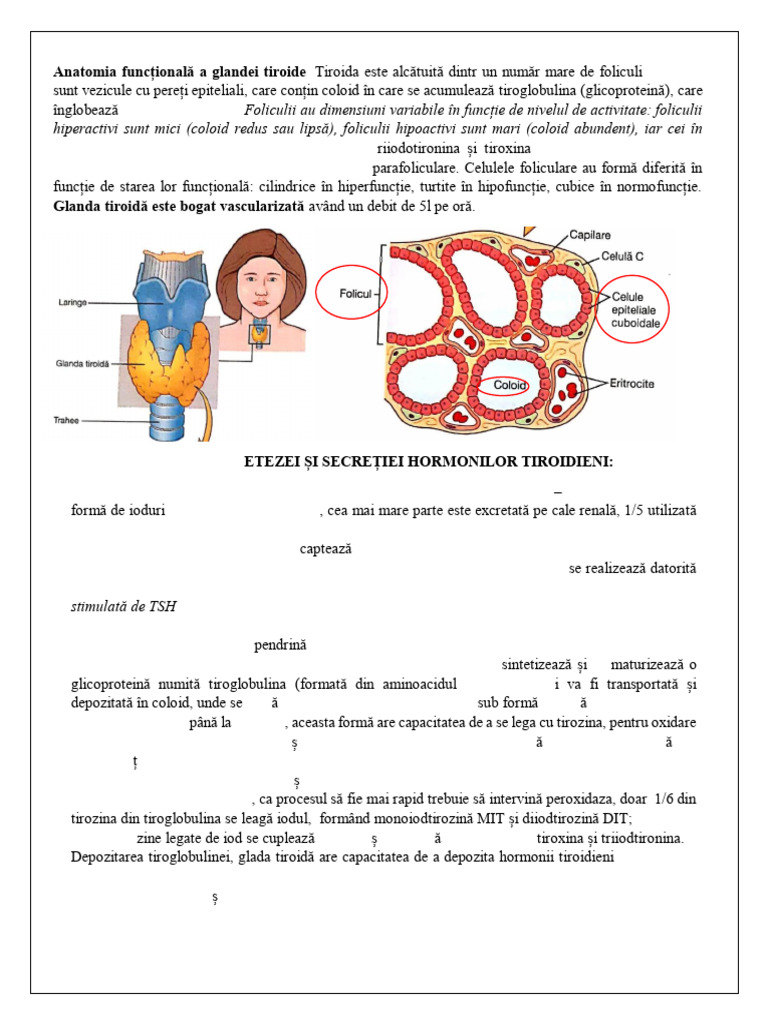 Anul 2 Sem 1 Tema 3 Tiroida Paratiroida Vitamina D | PDF