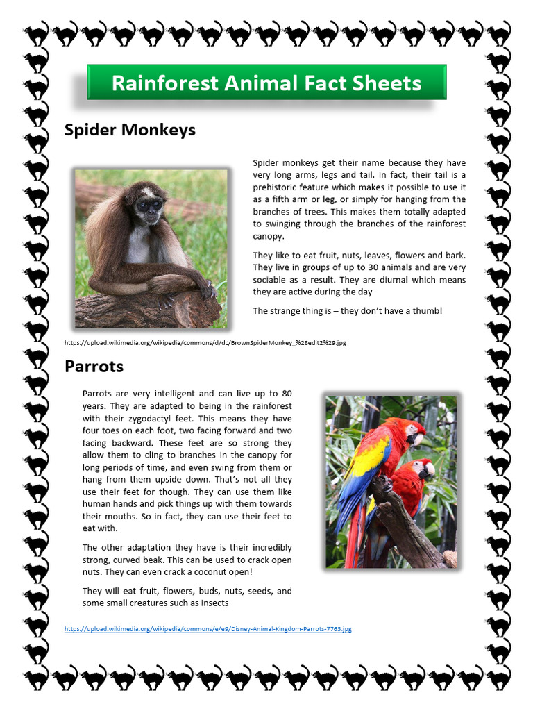 Rainforest Animals Fact Sheet | PDF | Jaguar | Rainforest