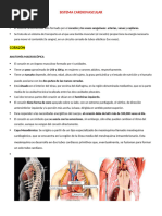 Anatomía del Corazón en Caballos | PDF | Corazón | Ventrículo (corazón)