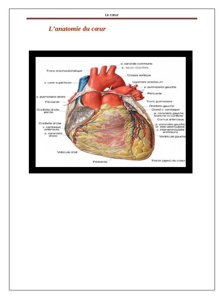 Systéme Cardiaque - Dotx | PDF