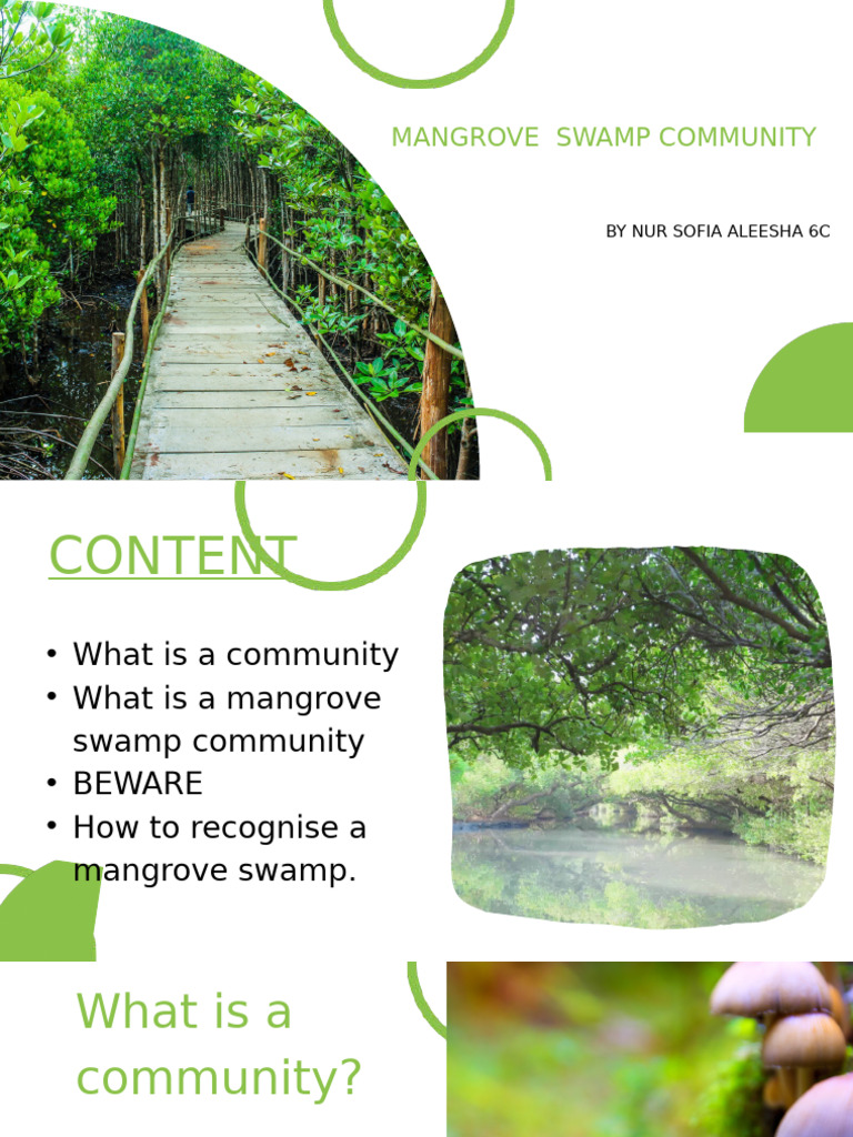 Mangrove Swamp Community | PDF