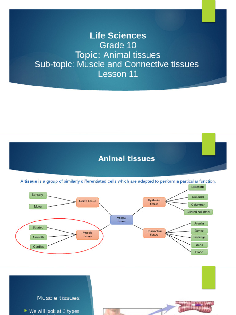 Life Sciences Grade 10 | PDF | Muscle | Tissue (Biology)