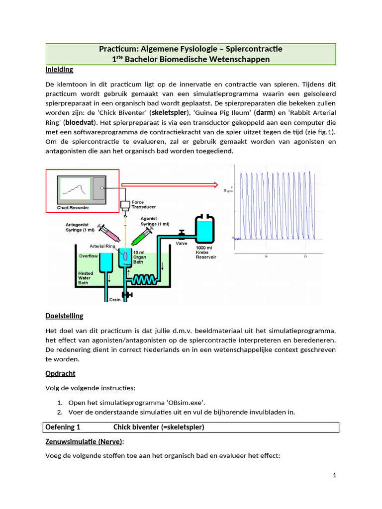Practicumnotities Spiercontractie | PDF