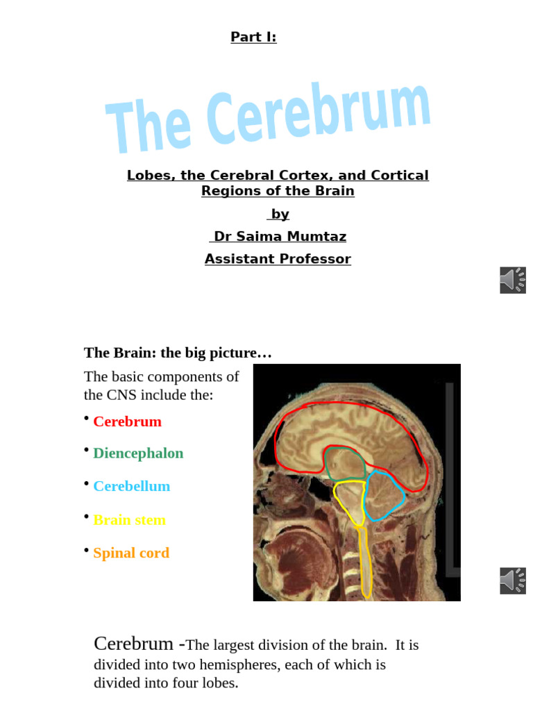 Cerebral Cortex 1 | PDF