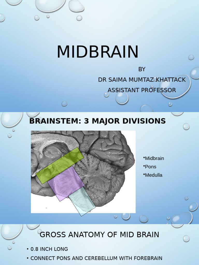 Midbrain | PDF