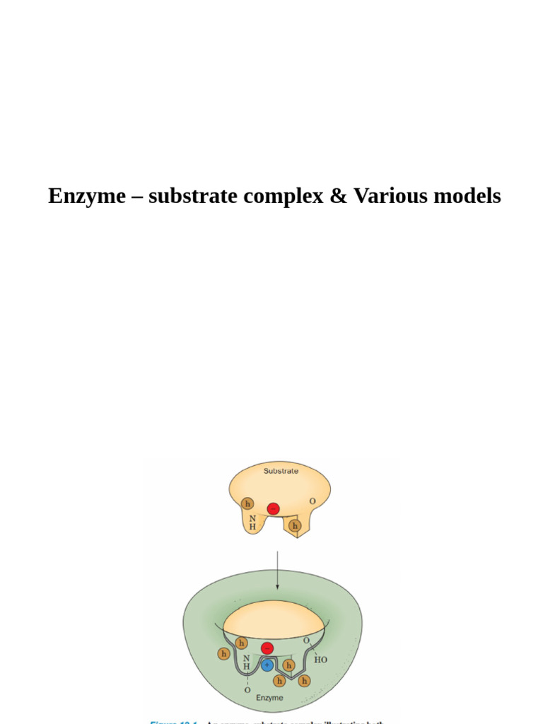 Enzyme Substrate Complex and Its Models | PDF