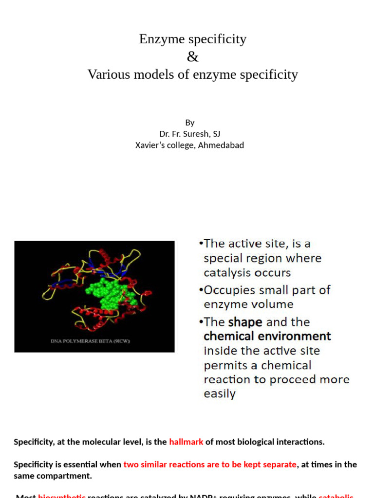 Specificity of Enzymes & Models | PDF