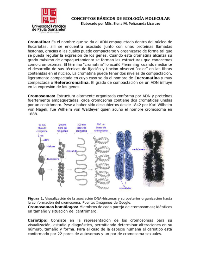 Conceptos Básicos de Biología Molecular | PDF