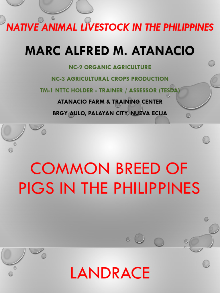 Native Pig Presentation | PDF