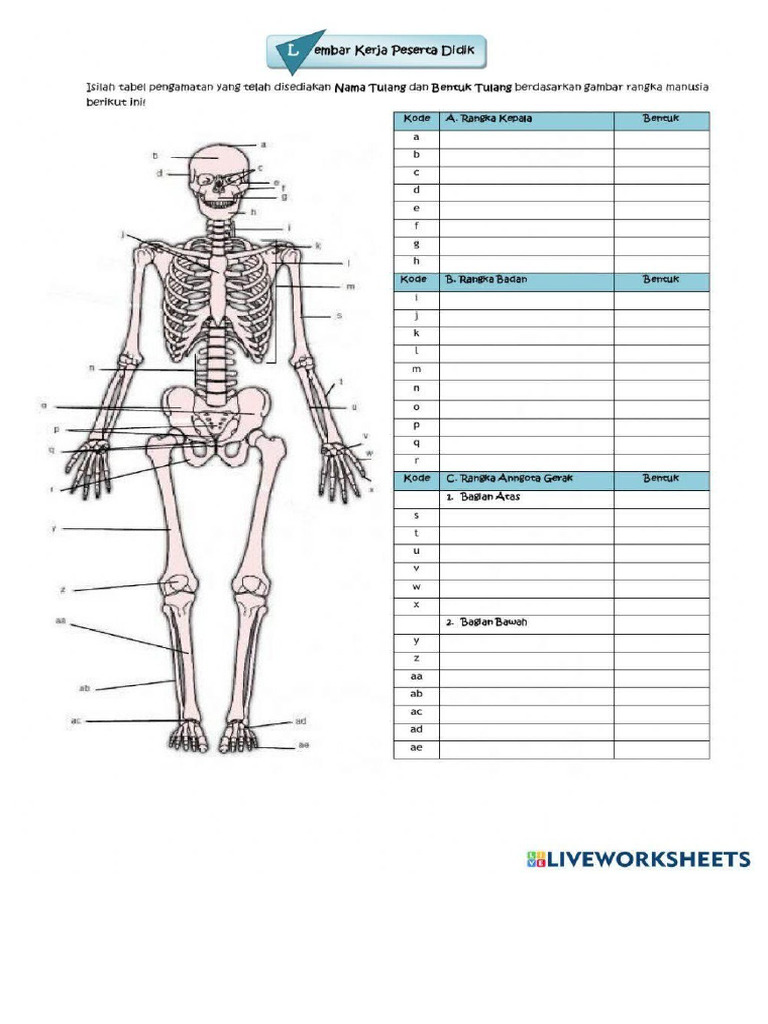 LKPD RANGKA MANUSIA | PDF