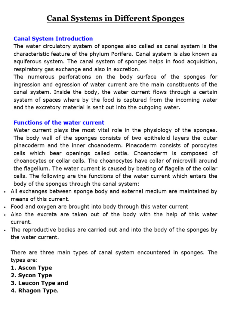 Canal Systems in Different Sponges - Final | PDF