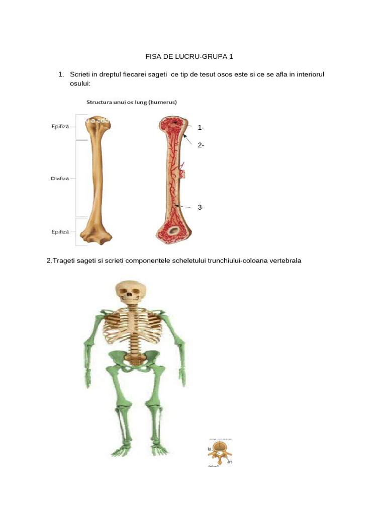 0 7b Fisa de Lucru Schelet 1 | PDF