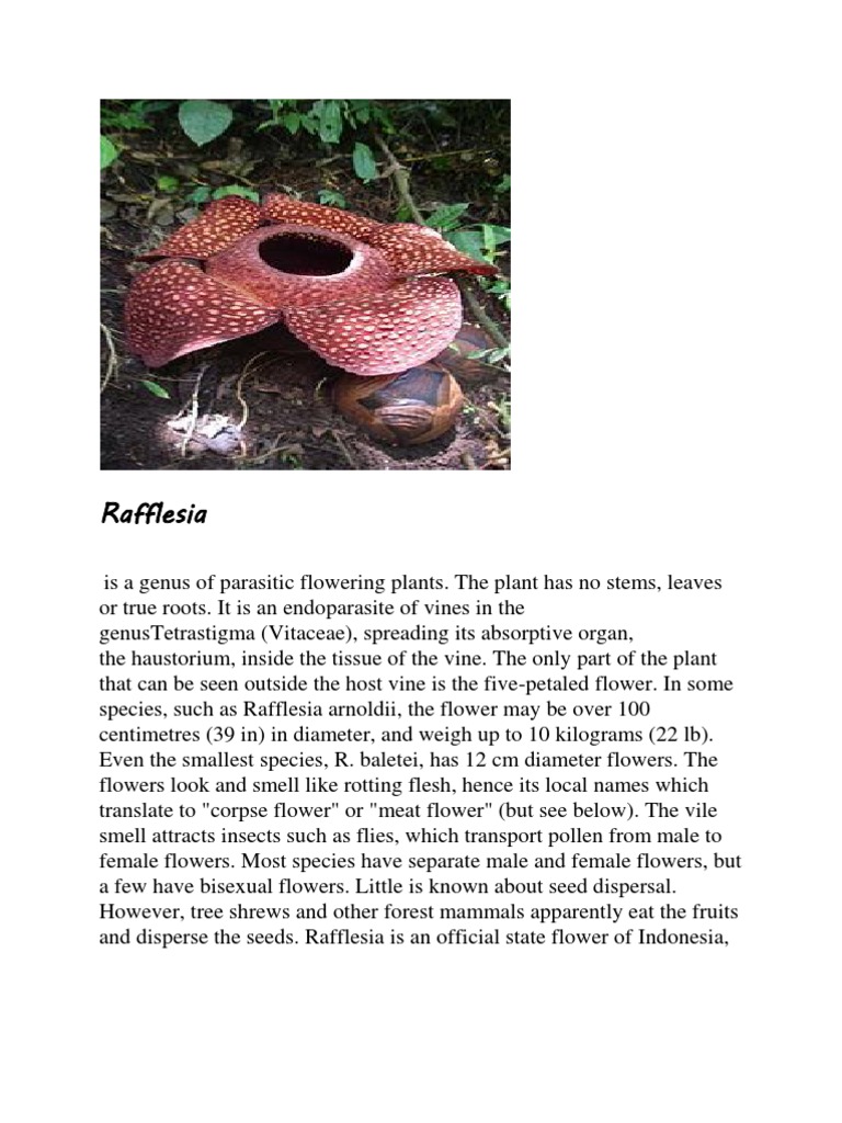 Rafflesia | PDF | Organisms | Horticulture And Gardening