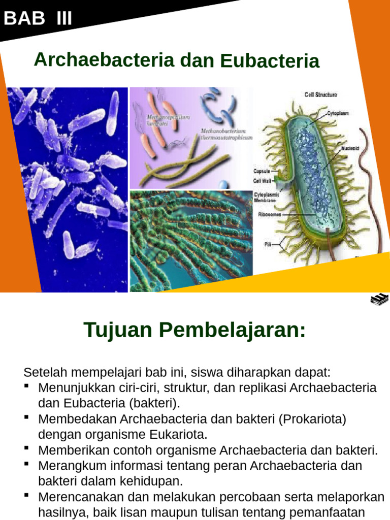 Archaebacteria Dan Eubacteria | PDF