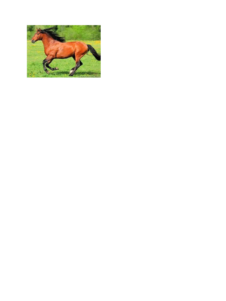 Cheval | PDF