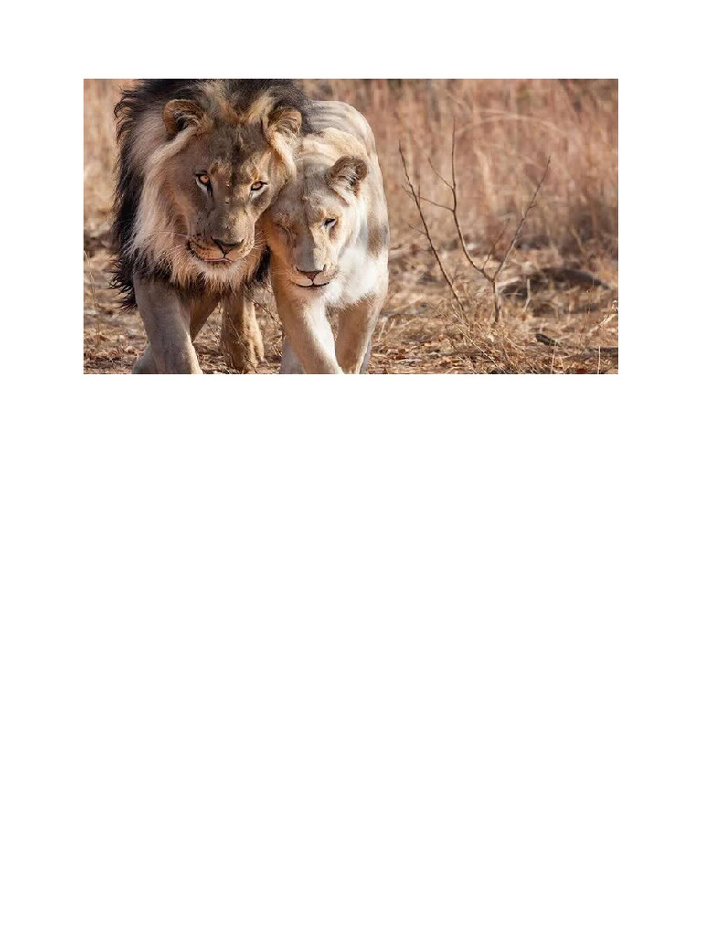 Lion | PDF