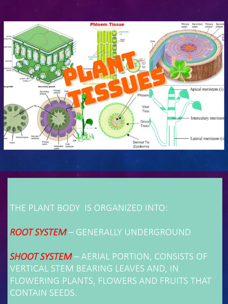 Plant Tissue | PDF