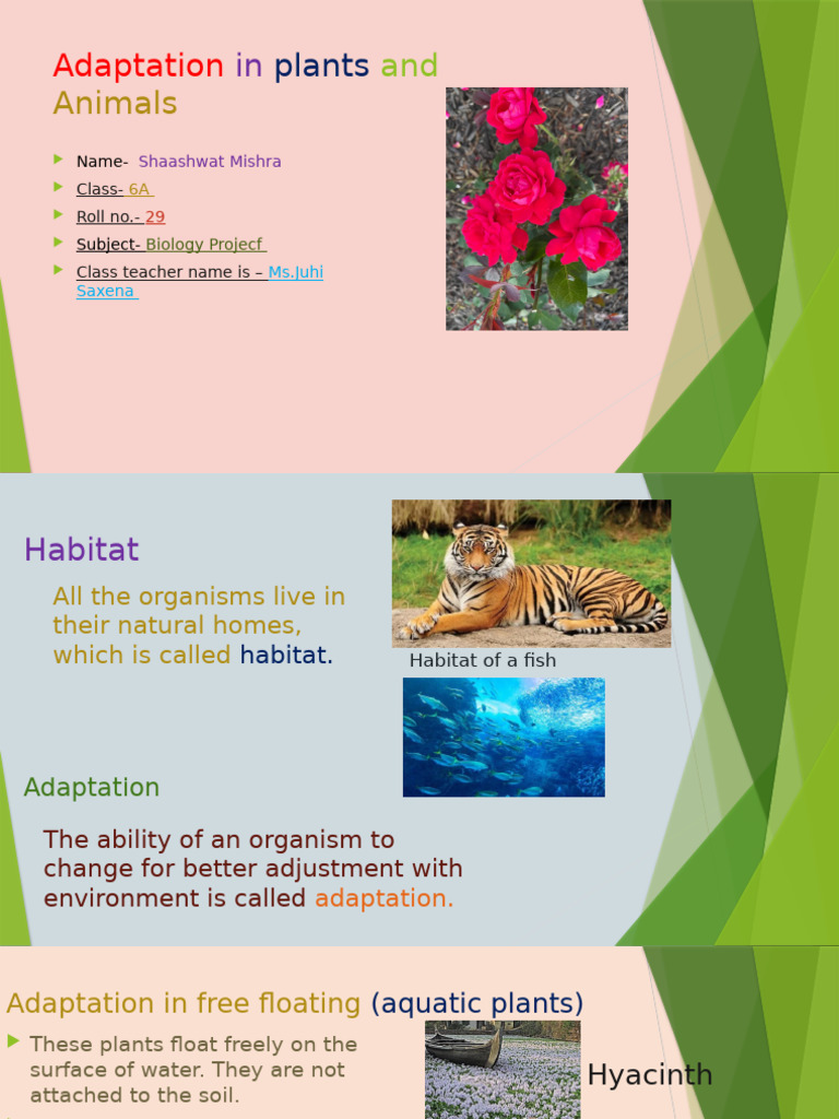 Animals: Adaptation | PDF