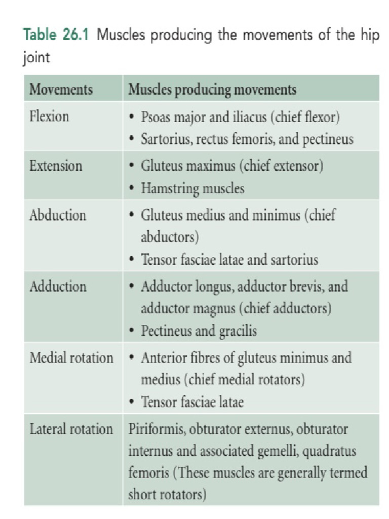 Muscles of Lower Limb | PDF