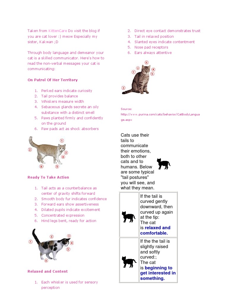 Cat Fact | PDF | Cats