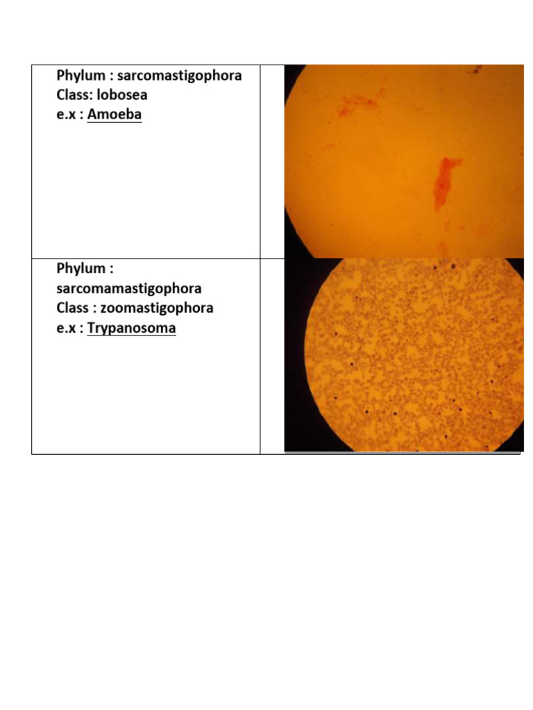 Slides and Classifications | PDF