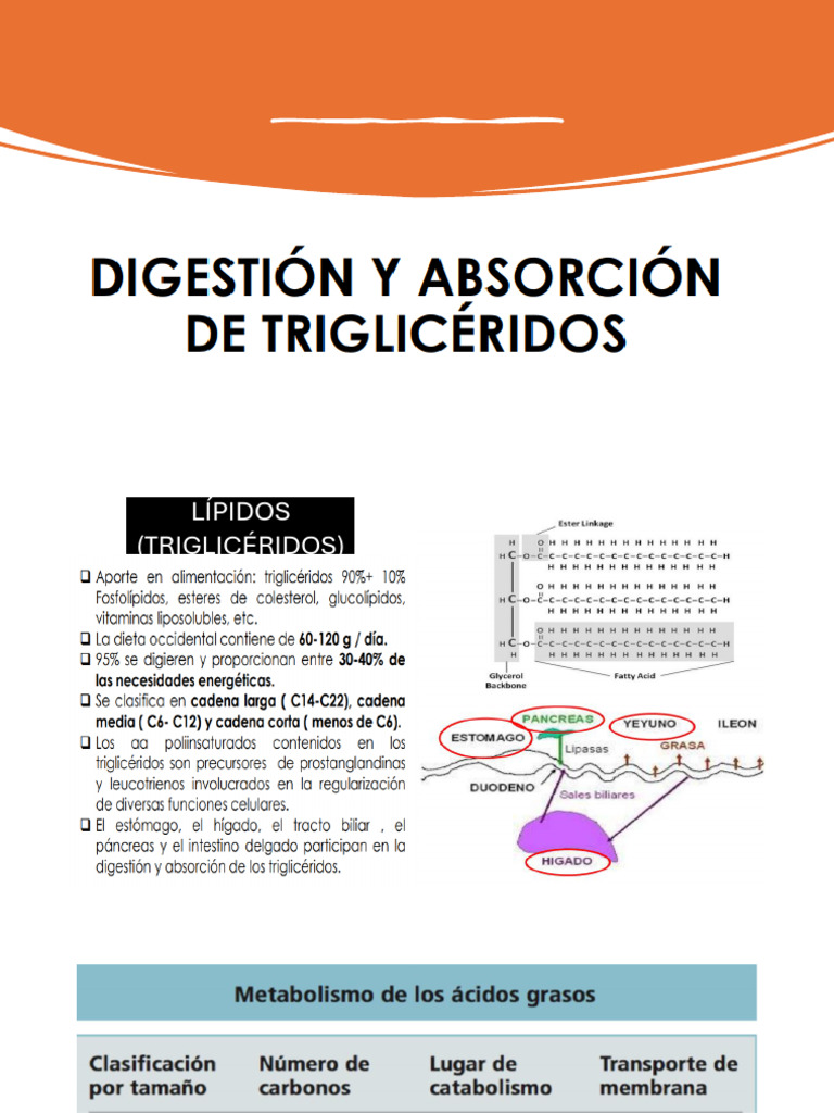 Digestión y Absorción de Triglicéridos | PDF